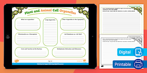 Sixth Grade 3D Animal Cell Model Project and Rubric