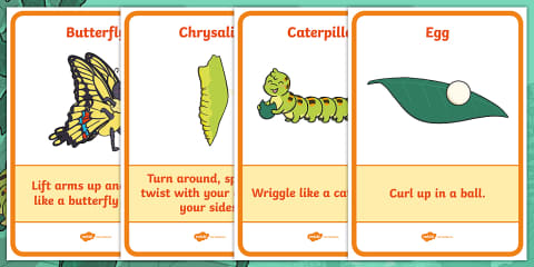 Life Cycle of a Butterfly Fact Cards