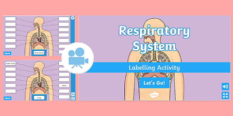 Respiratory System Labelled Diagram Display Poster | Twinkl