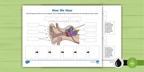 Ear Diagram and Labeling Worksheet