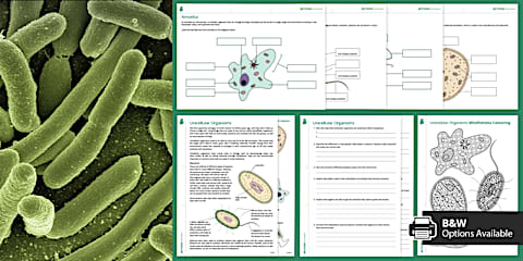Years 7-10 Cells and Organisation Lesson 5: Levels of Organisation