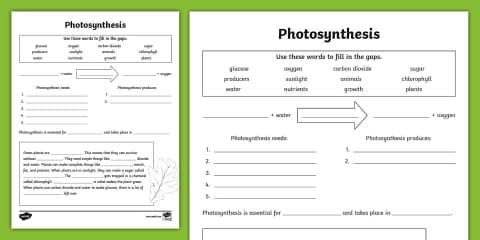 Photosynthesis Fortune Teller for 3rd-5th Grade