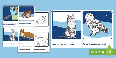 This Is the Beach Early Emergent Reader