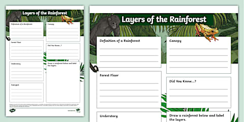 Describe the Layers of a Rainforest Worksheet