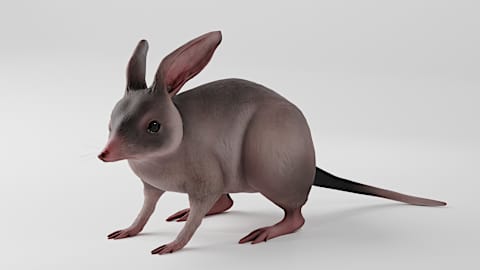 Ten Easter Bilbies - Bilby Augmented Reality (AR) 3D Model