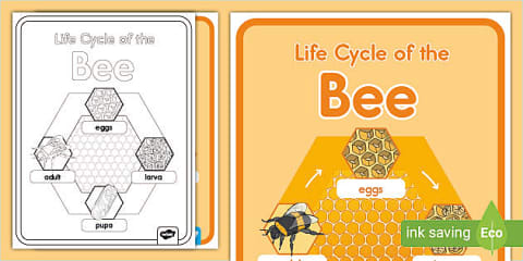 Life Cycle of a Bee Organizer Worksheet
