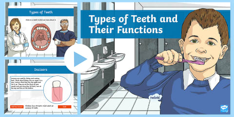 Types of Teeth Display Posters