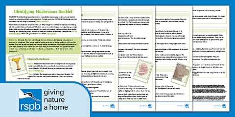 Learning about Mushrooms Resource Pack | 10 resources including display ...