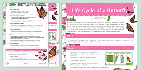 Grade 3 Life Skills Term 2 Flying Insects of South Africa Display ...