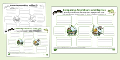 Amphibians Folding Life Stages Template - Twinkl