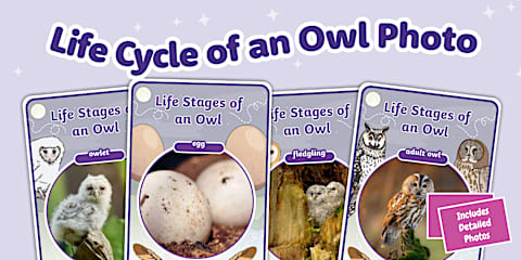 Life Cycle of a Duck Cloze Worksheet