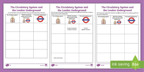 Circulatory System Flowchart Display Poster and Worksheet Pack