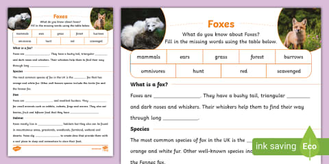 KS1 Foxes Fact File