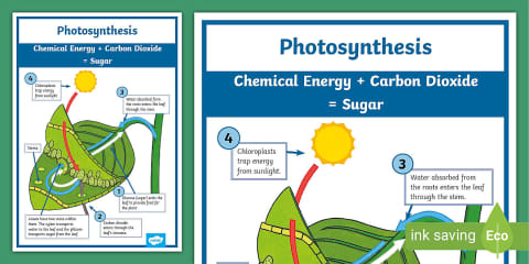 Photosynthesis PowerPoint & Google Slides for 6th-8th Grade