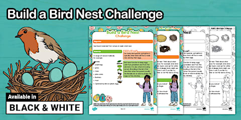 KS1 (Ages 5-7) Activity Video: Building a Bird's Nest STEM Challenge