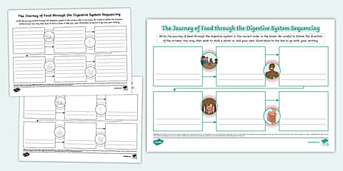 Twinkl Symbols: Science: Year 4: Digestive System Activity Sheet