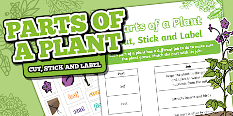 Parts of a Plant and Flower Labelling Activity