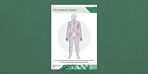 Lymphatic System Labeling Worksheet for 3rd-5th Grade