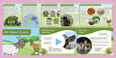 KS1 Goats Fact File
