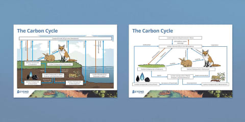 Nitrogen Cycle Poster