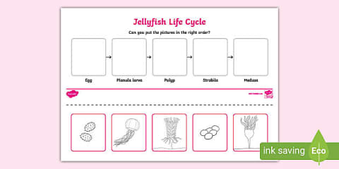 Label the Jellyfish Differentiated Worksheet for K-2nd Grade