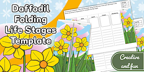 Daffodil Folding Life Stages Template