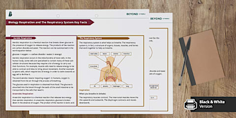 The Respiratory System Labelling Activity Sheet