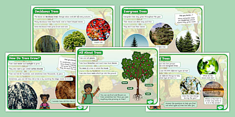Printable Why Are Trees Important Poster | Twinkl USA
