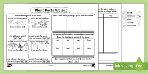Plant Parts We Can Eat Display Poster