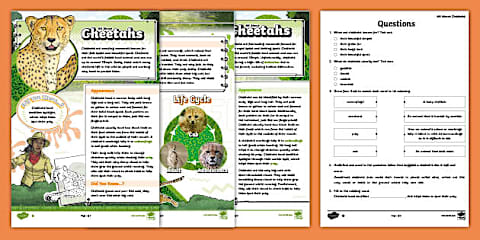 Cheetahs Fact File