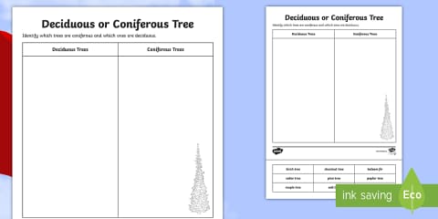 Deciduous and Coniferous Trees Differentiated Worksheets