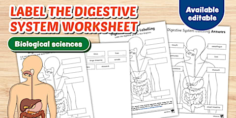 Digestive System Interactive Labelling Activity