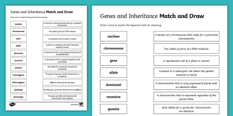 Fifth Grade DNA, Chromosomes, and Genes Cut and Match Worksheet