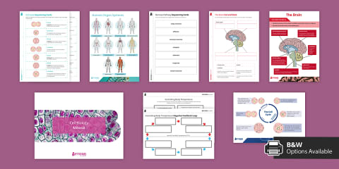 Human Body Systems Labelling Activity