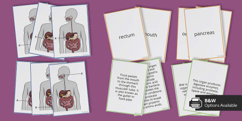 Digestive System Function Activity Sheet