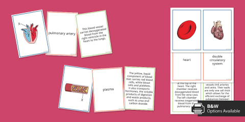 The Circulatory System Card Sort