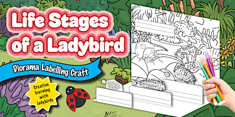 Minibeast Life Cycles Instant Photo Style Display Images