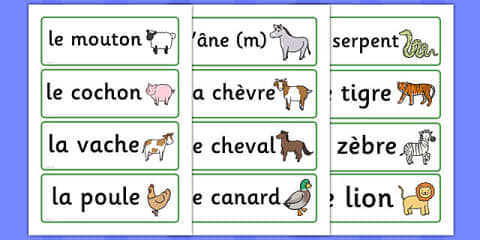 French Pets Display Posters