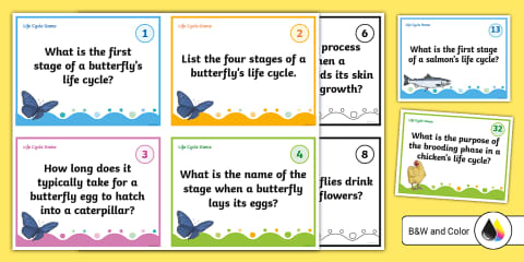 Butterfly Life Cycle Board Game