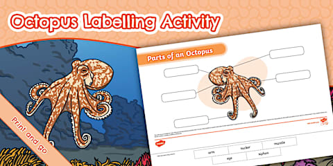 Octopus Diagram Pack