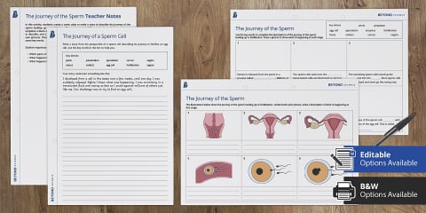 Year 7 - Year 10 Science Human Reproductive System Display Posters