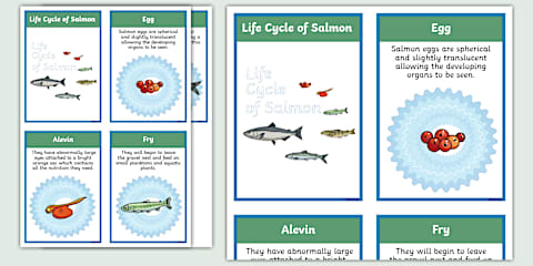 Salmon Life Cycle Poster