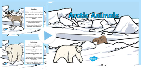 Label the Arctic Animals Differentiated Worksheet for K-2nd Grade
