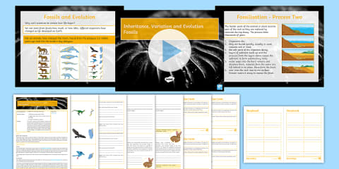 KS3 Fossils Match and Draw