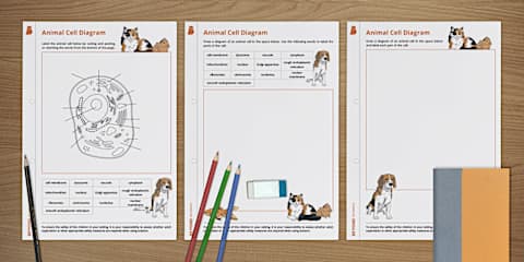 Printable Animal Cell Diagram | Life Science Resources | 3-5