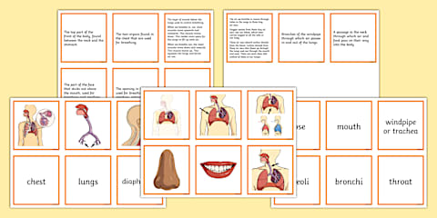 The Respiratory System Labelling Activity Sheet