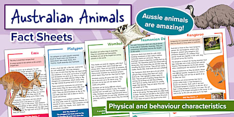 Koala Fact Sheet