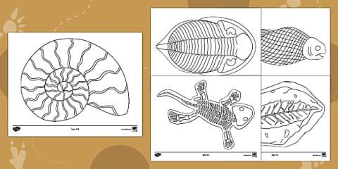 What Did Dinosaurs Eat? Coloring Sheets
