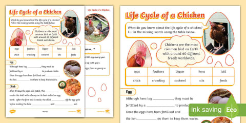 Second Grade Chicken Life Cycle Reading Passage Comprehension Worksheet