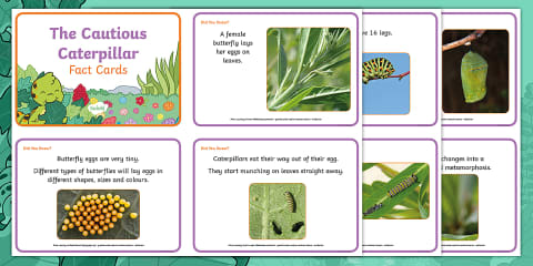 Life Cycle of a Butterfly Fact Cards
